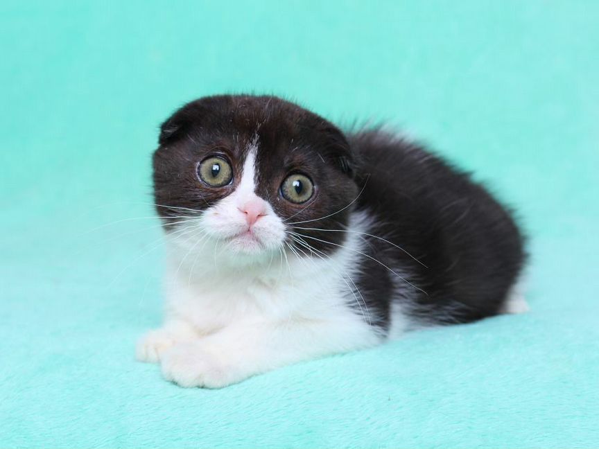 Шотландская короткошерстная кошка а дар