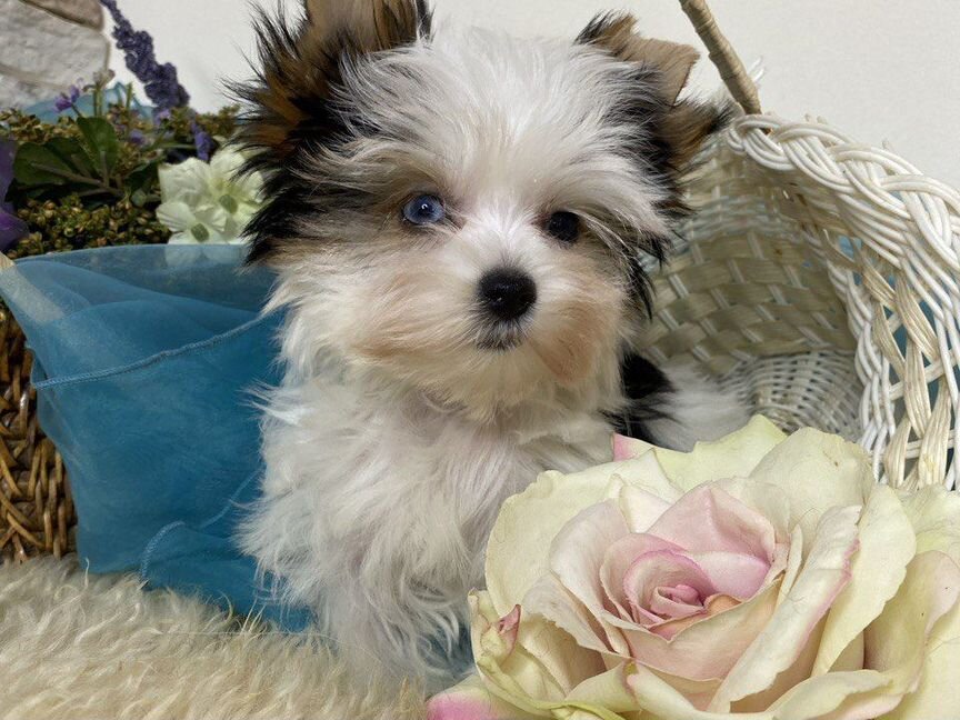 Мини голубоглазка