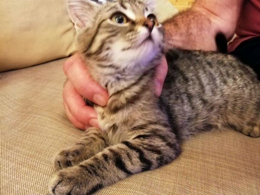 Отдам кошечку в добрые руки