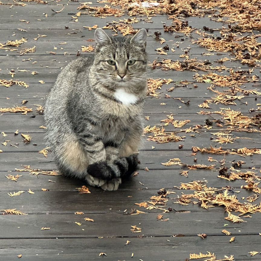 Кошечка в добрые оуки