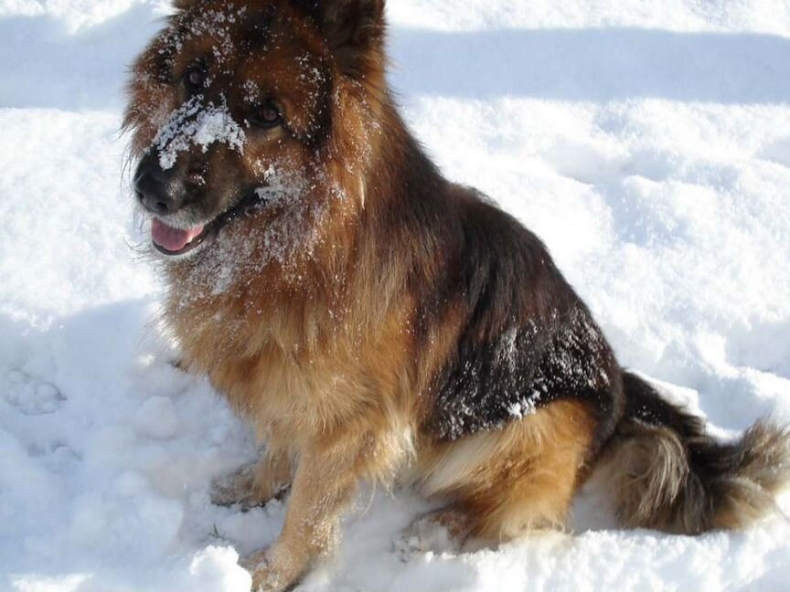 Немецкая овчарка