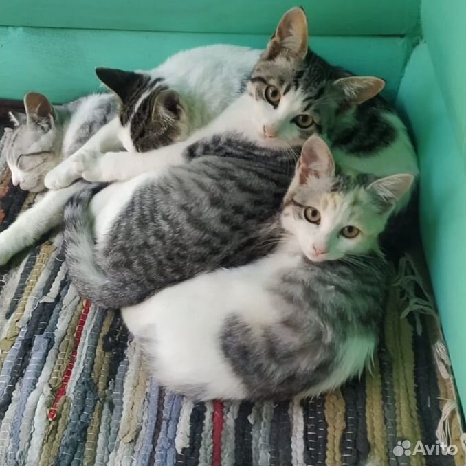 Очень милые котята ждут своих хозяев