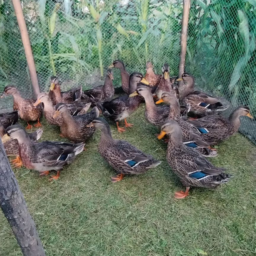 Продаются подсадные утки и селезни