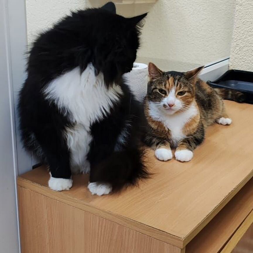 Котики из приюта в добрые руки