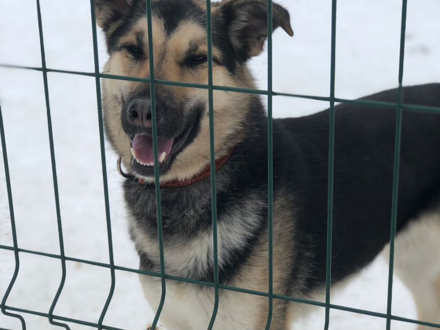 Молодая собака ищет семью