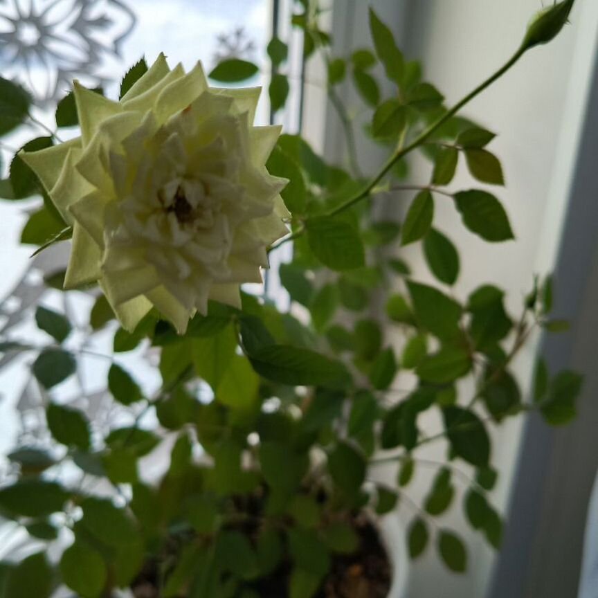 Яйцо домашнее