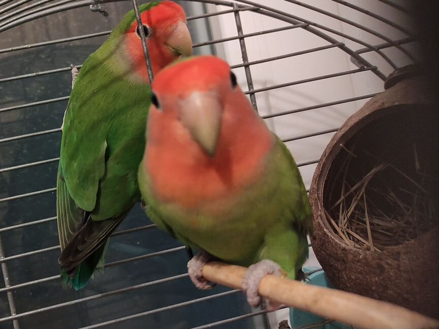 Попугаи неразлучники