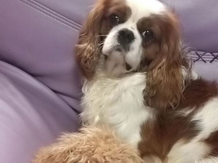 Кавалер Кинг Чарльз спаниель.Вязка