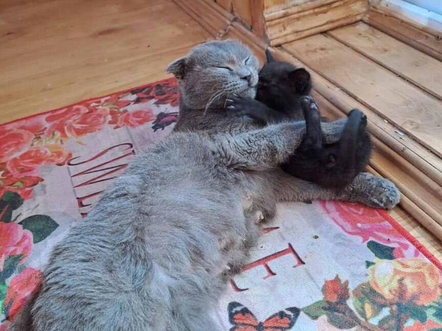 Котята в добрые руки