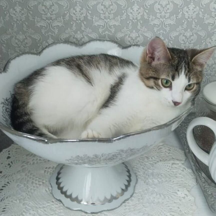 Бездомный котёнок ищет дом