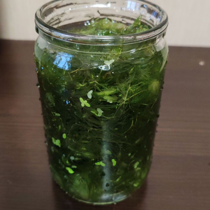 Прополка роголистник