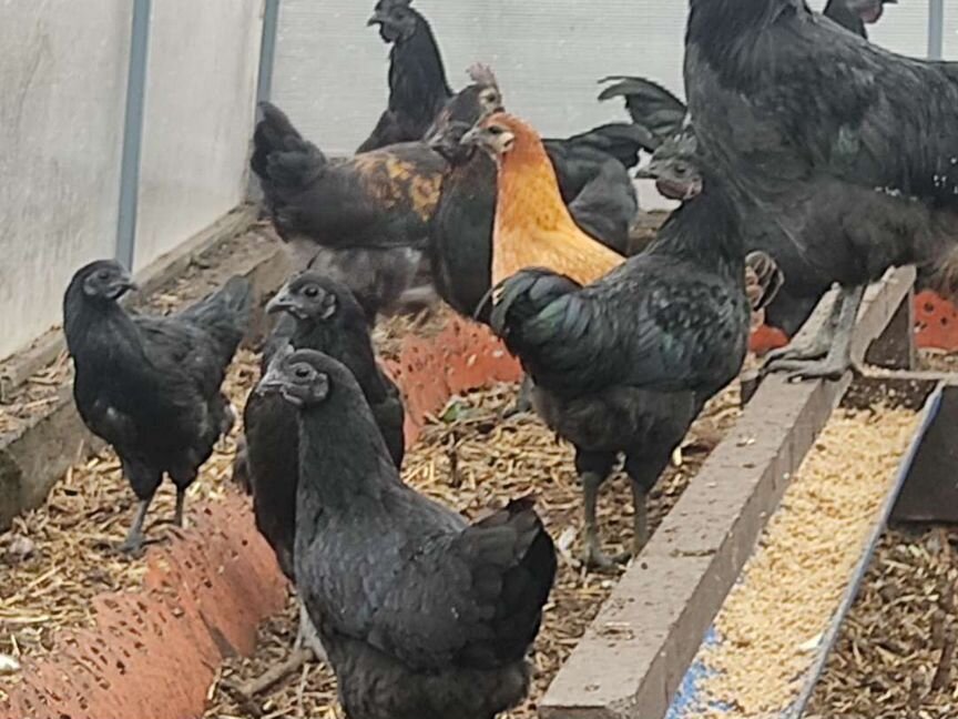 Петушки мараны,семья ухейилюй, мехелинская кукушка