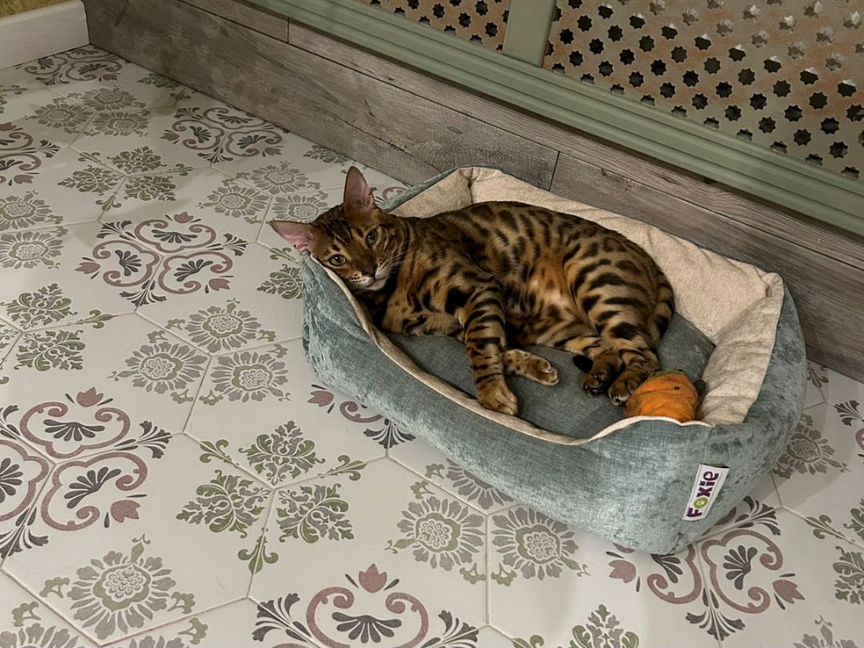 Бенгальская кошка