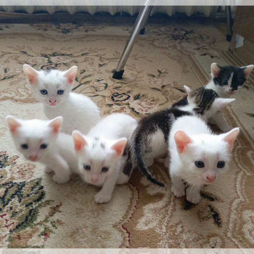 Котята в добрые руки бесплатно