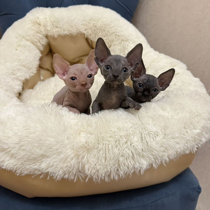 Канадский сфинкс