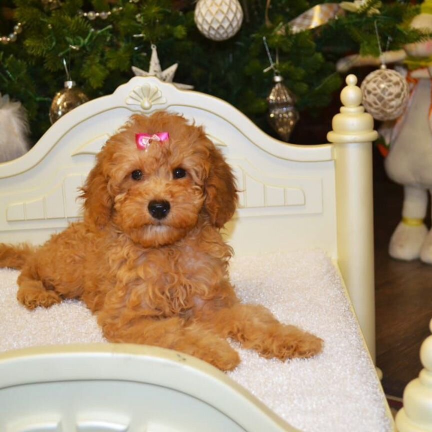 Мальтипу яркая звёздочка