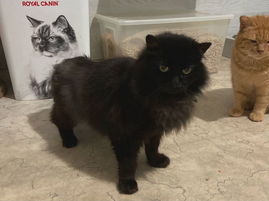 Кошка ищет семью