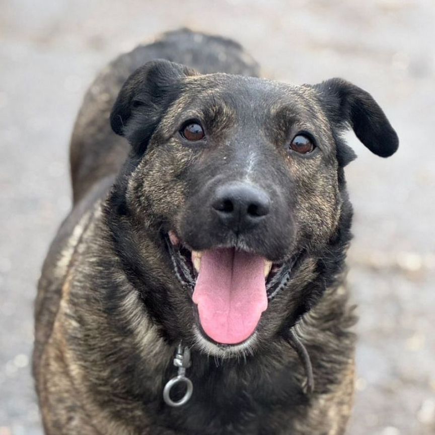 Собака Алла в добрые руки Девочка черная