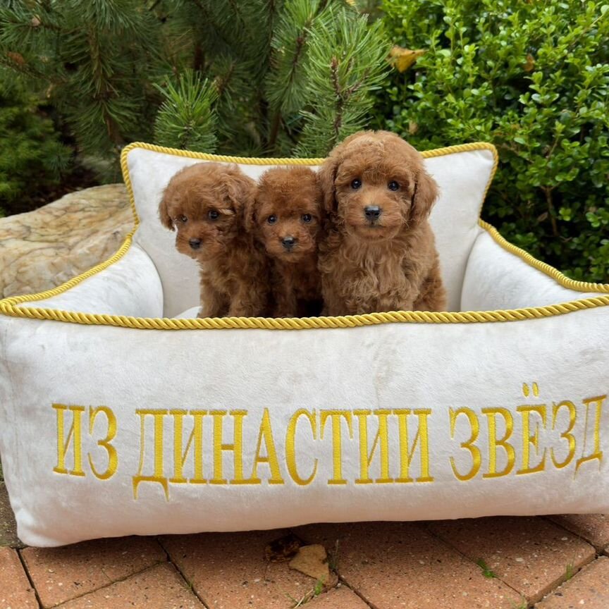 Той-пудель, щенок