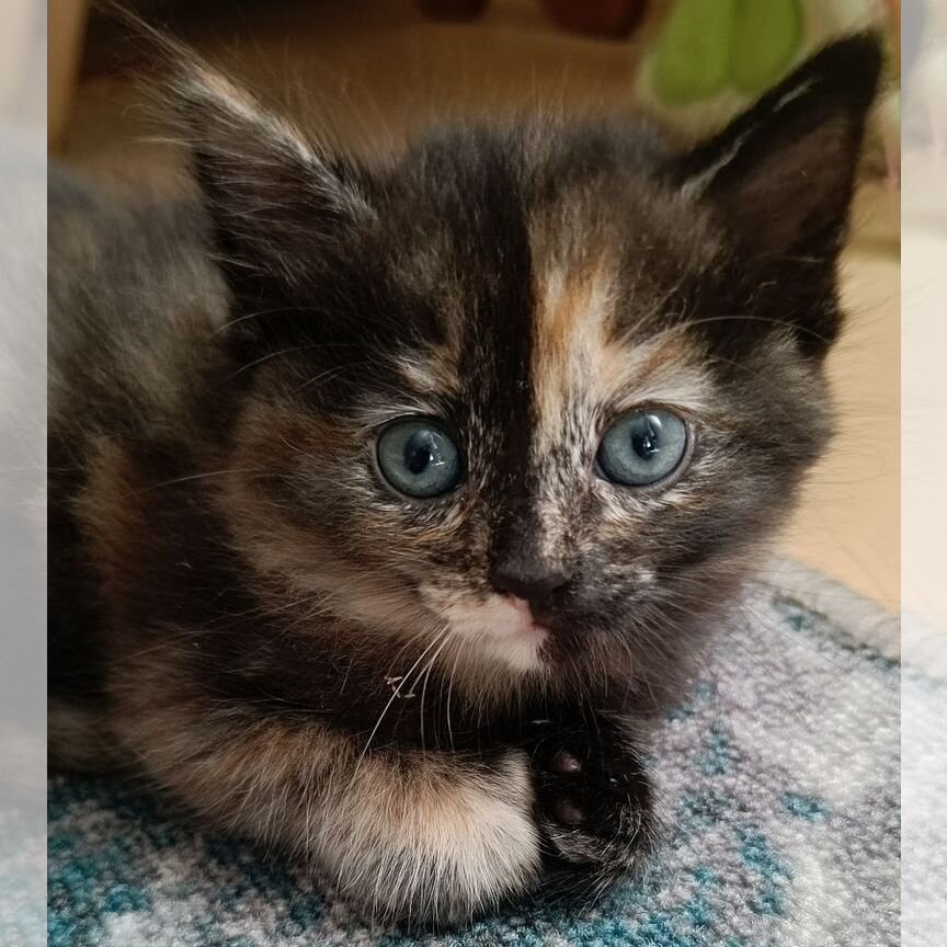 Котенок