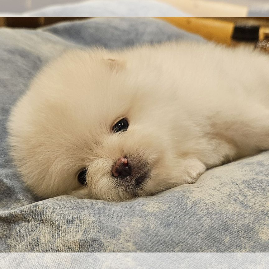 Померанский шпиц, щенок