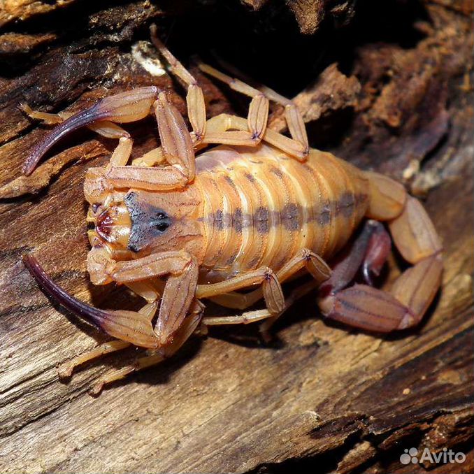 Скорпион, Tityus stigmurus
