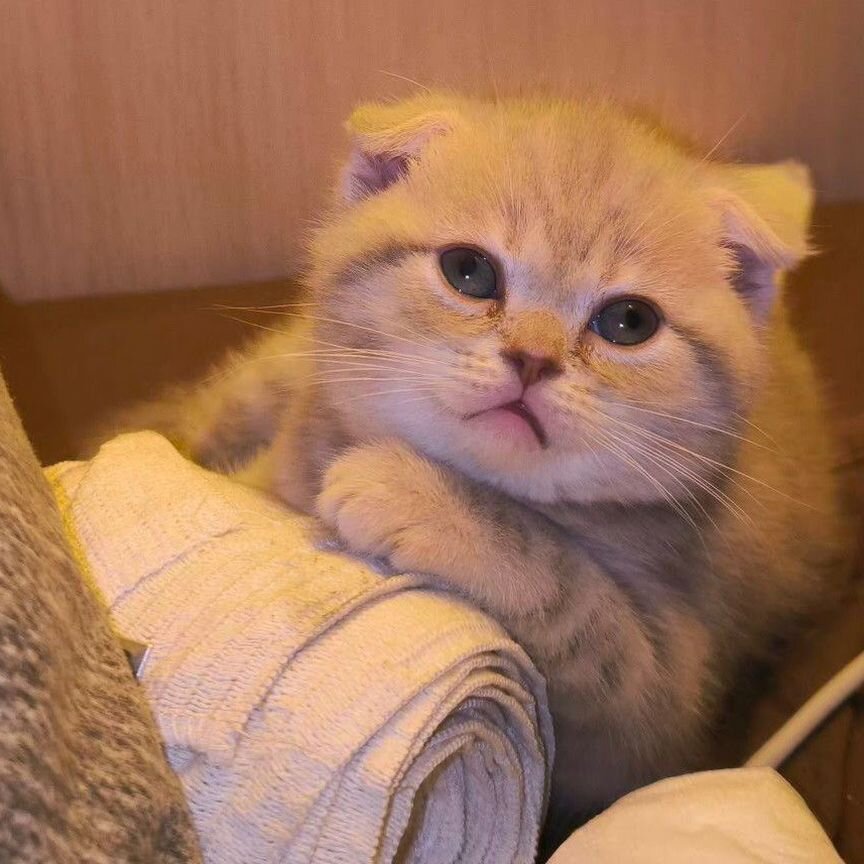 Шотландская вислоухая кошка