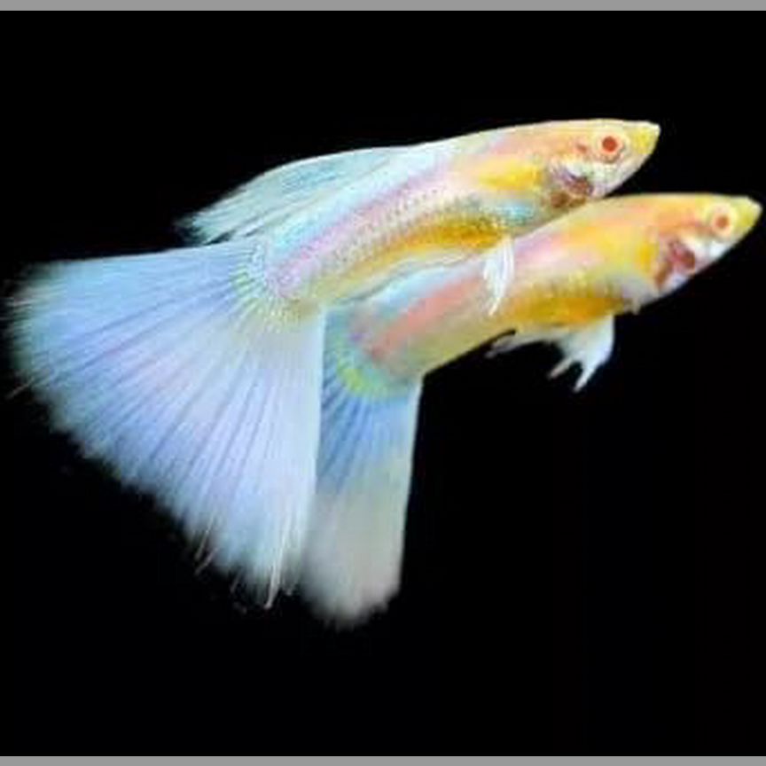 Гуппи чистая линия Sky Blue Albino