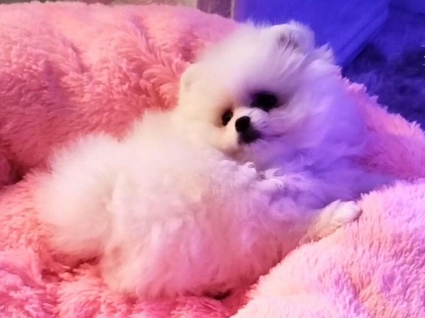 Белая мини девочка