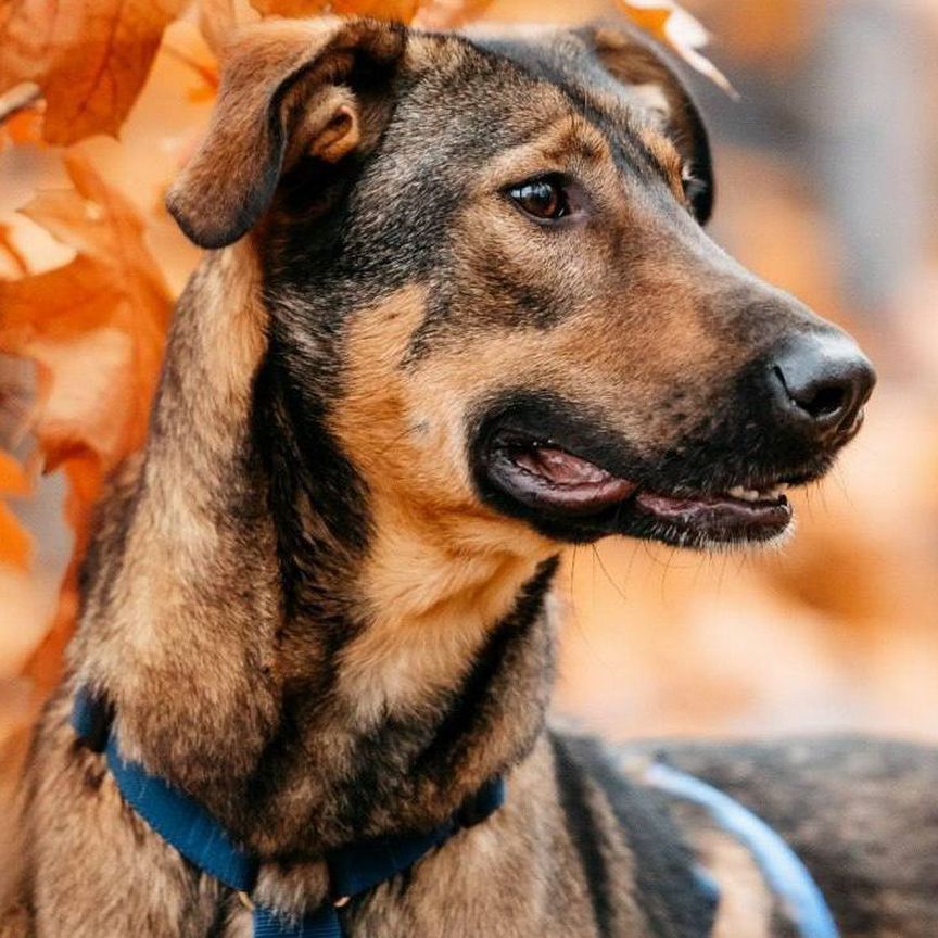 Взрослый пёс в добрые руки