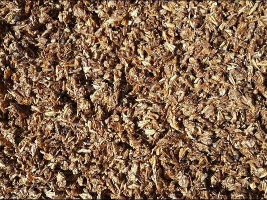 Барда пивная