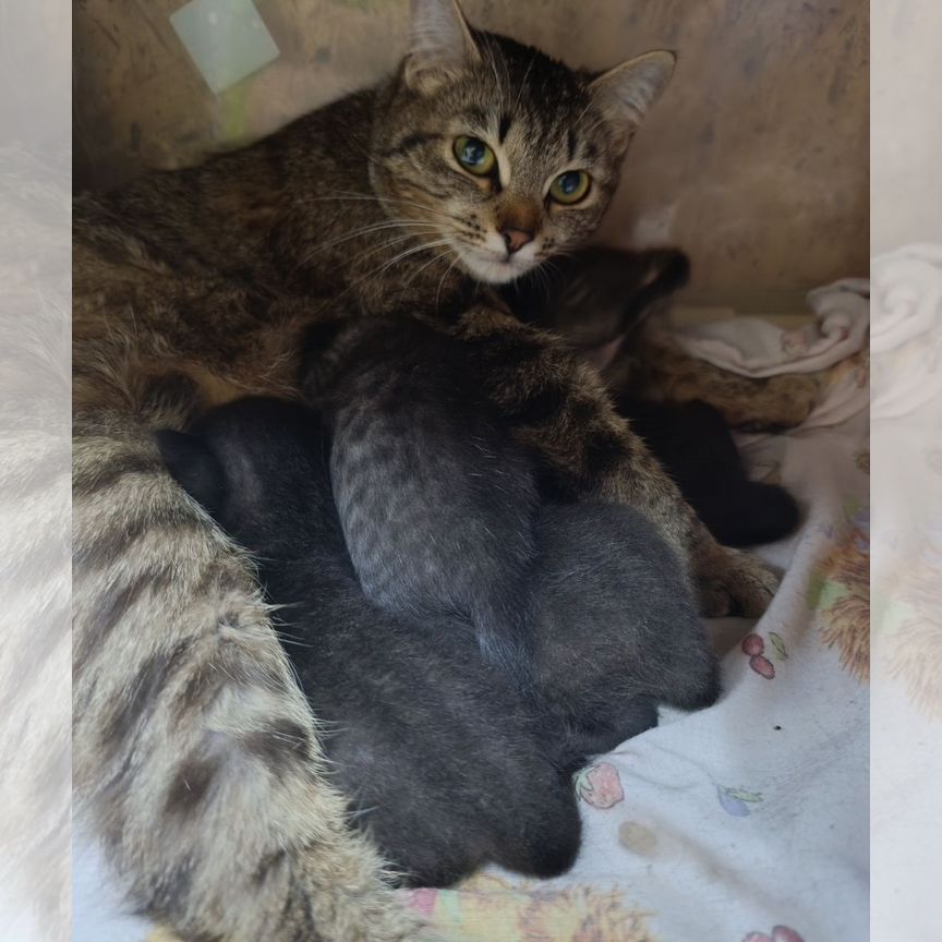 Котёнок в добрые руки