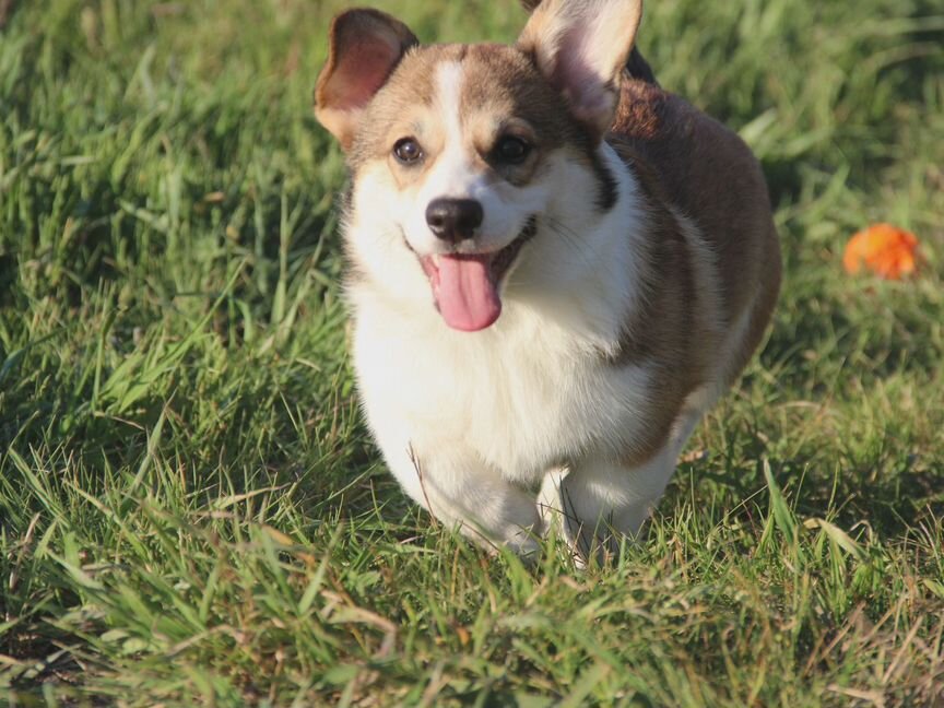 Щенки вельш-корги пемброк