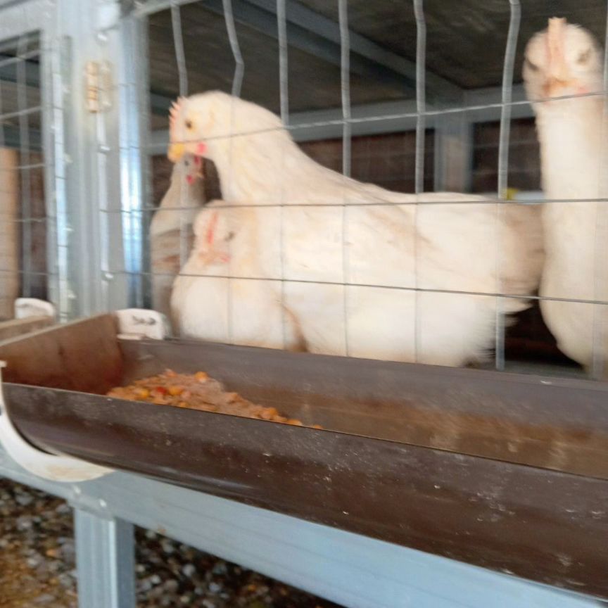 Петушки ломан браун