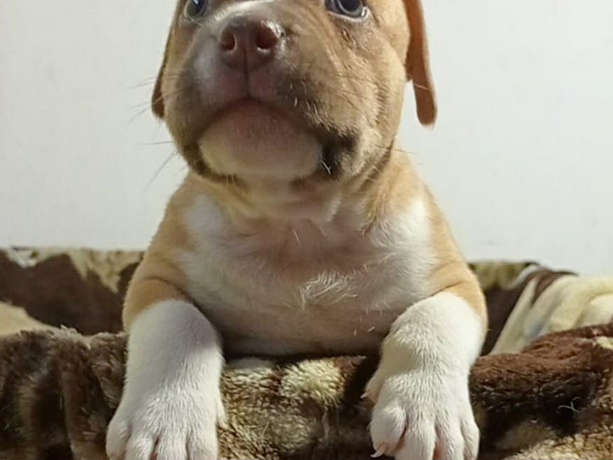 Американский булли девочка