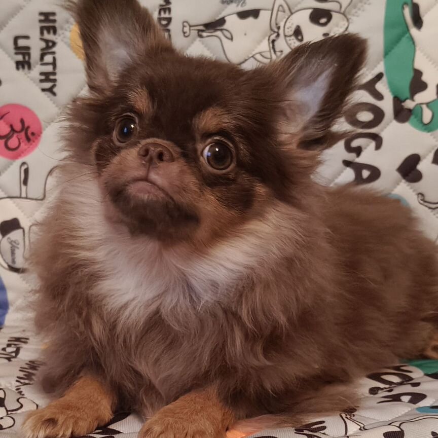 Чихуахуа, щенок