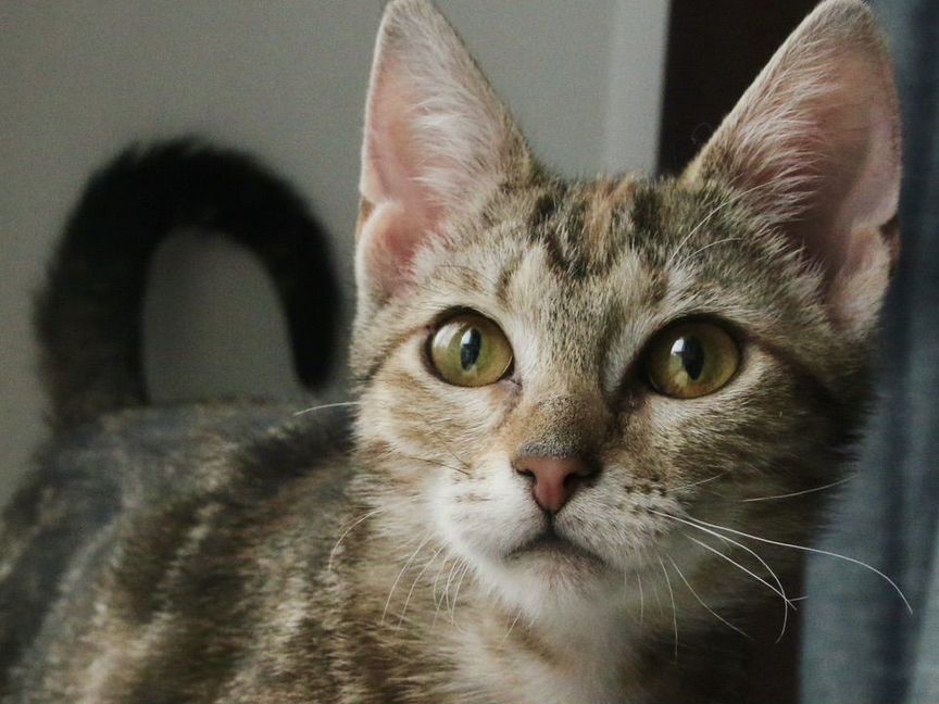 Котенок в добрые руки