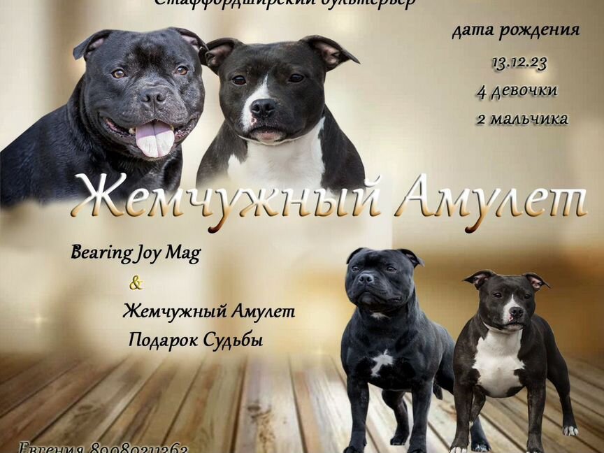 Стаффордширский бультерьер