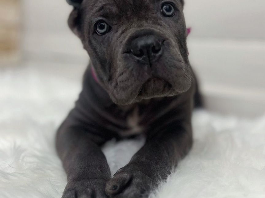 Кане Корсо шикарная серая принцесса