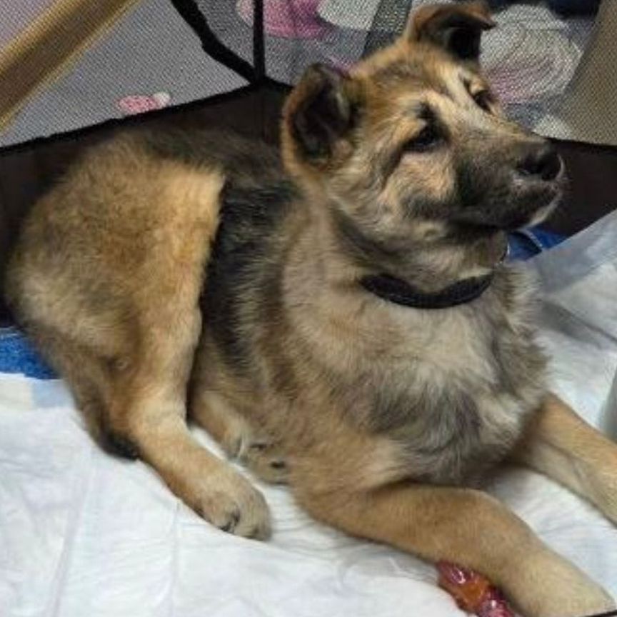 Щенок в добрые руки