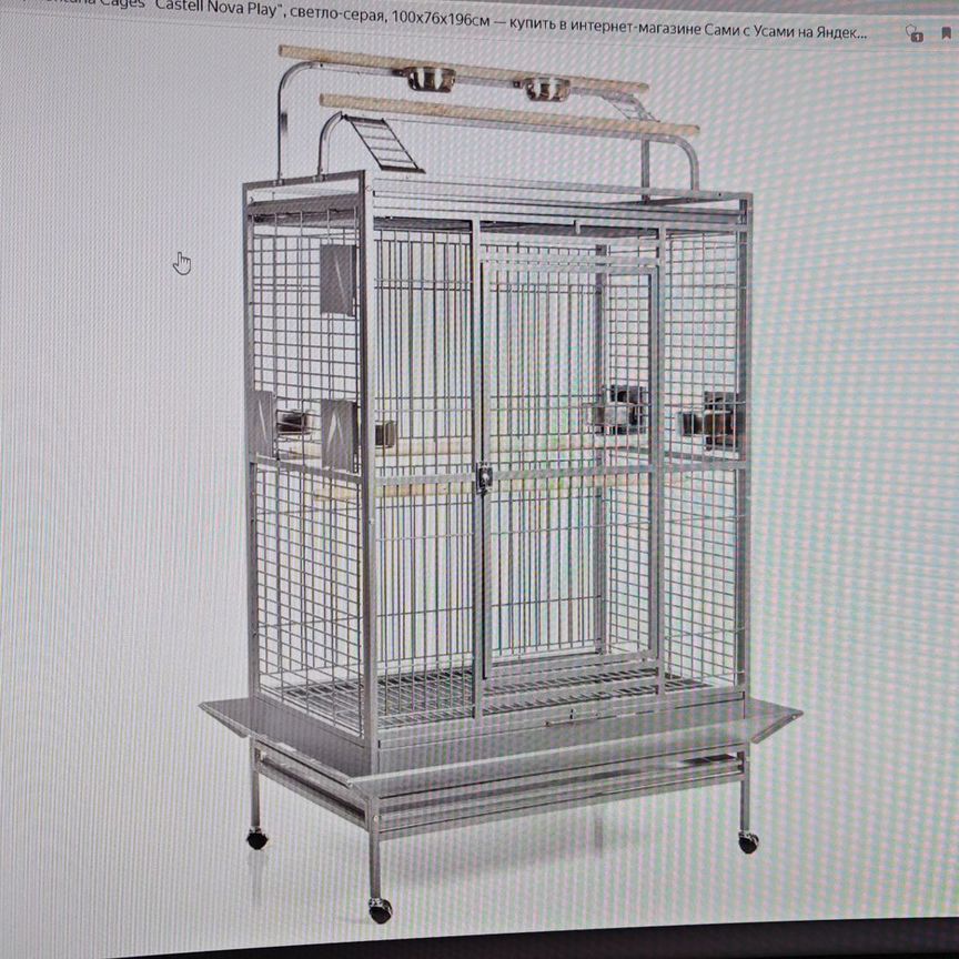 Два больших серых попугая