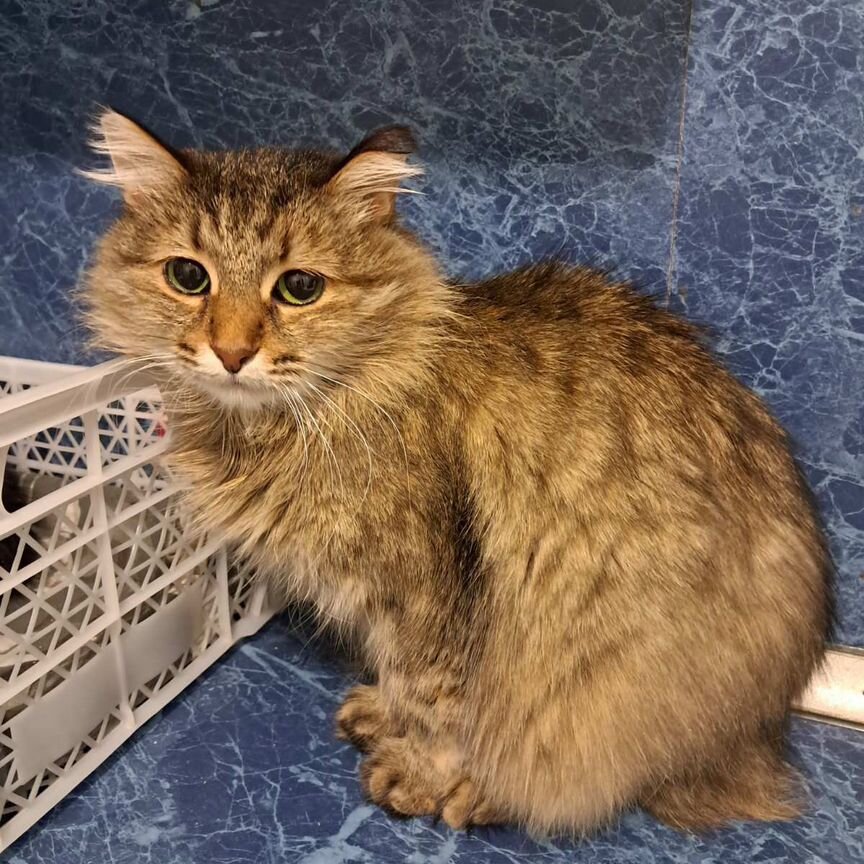 Пушистая зеленоглазка ищет дом