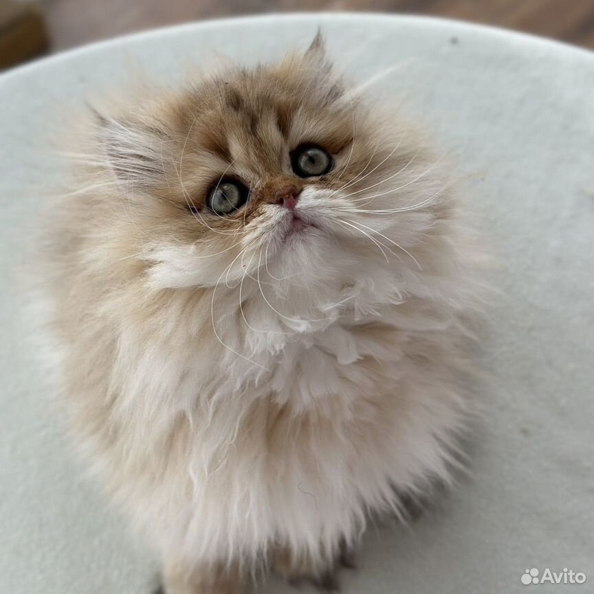 Британский котик