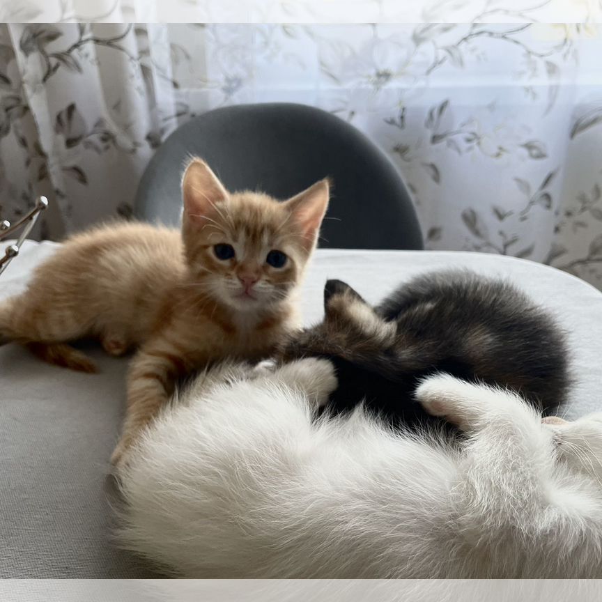 Котята