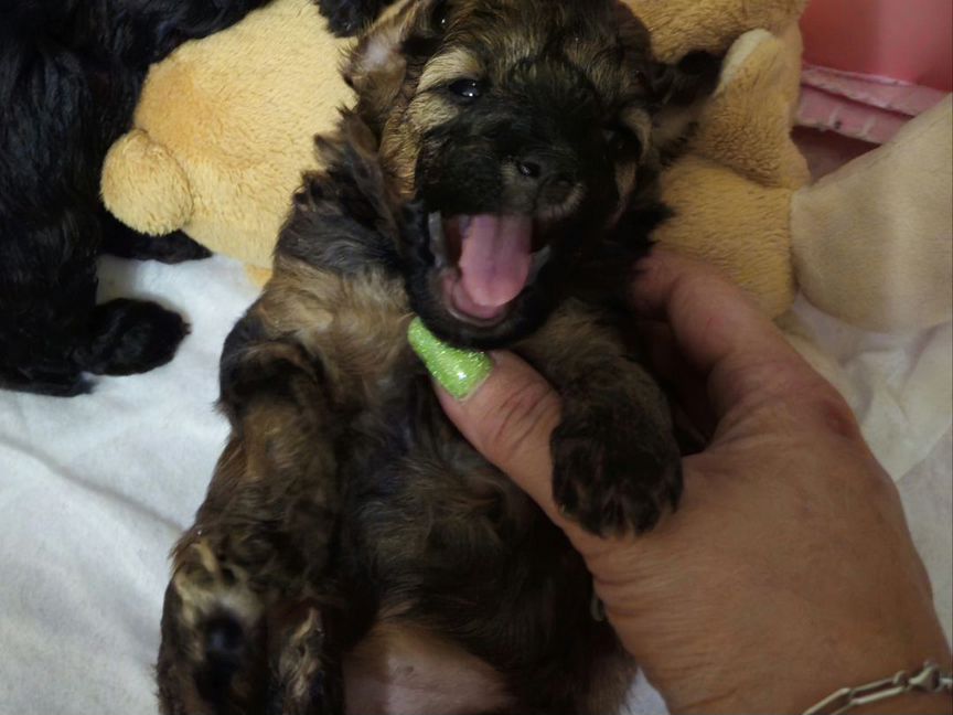 Той-пудель девочка