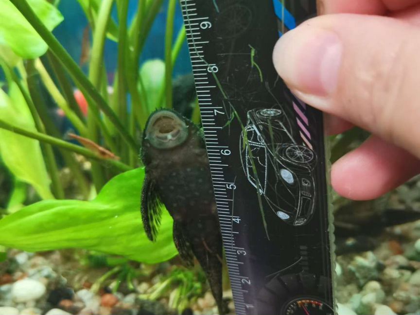 Сомик анциструс взрослый