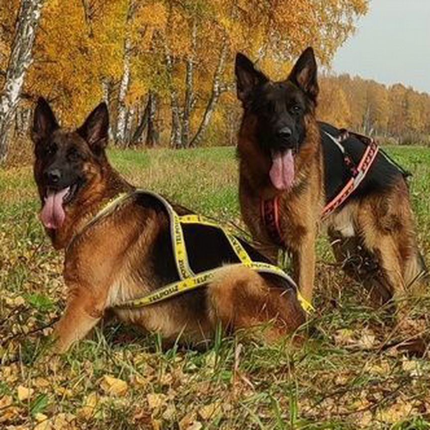 Немецкая овчарка, вязка