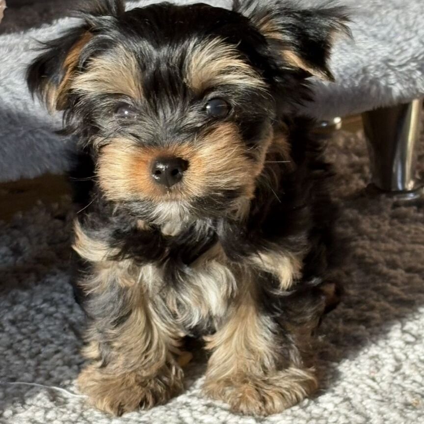 Йоркширский терьер, щенок
