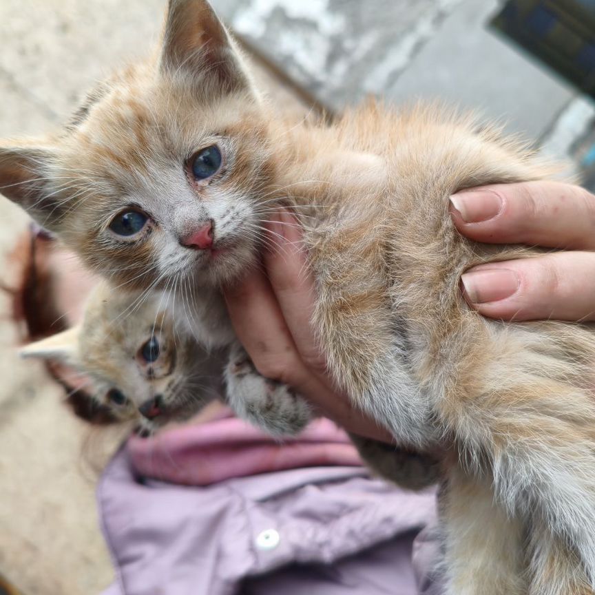 Котёнок в добрые руки