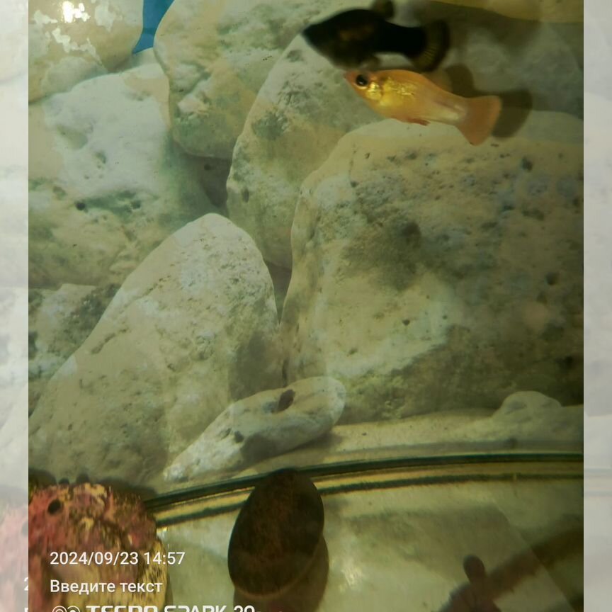 Моллинезия черная и жёлтая, ряска